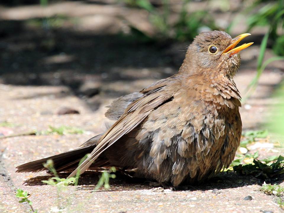 Common Blackbird - Sprowston Heritage Wiki